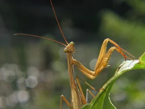 Las 10 Especies de Insectos Más Populares - Casa de Animales y Mascotas Wiki