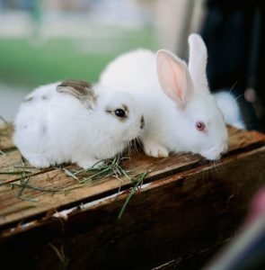 Las enfermedades más comunes en conejos - Casa de Animales y Mascotas ...